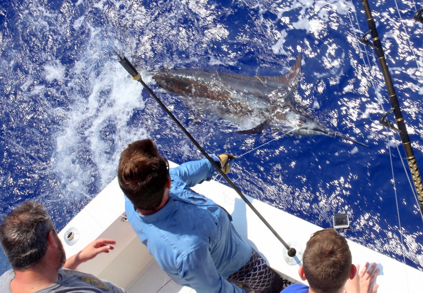 One Of The Most Productive Blue Marlin Seasons Of All Time - Kona ...